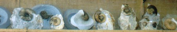 Charmouth Fossil Shop displays